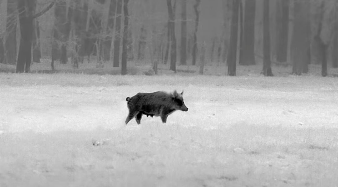 Thermal Imaging Secrets for Successful Boar Hunting – Xinfrared